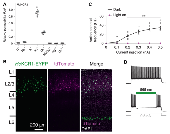 Hot Plasmids - October 2022